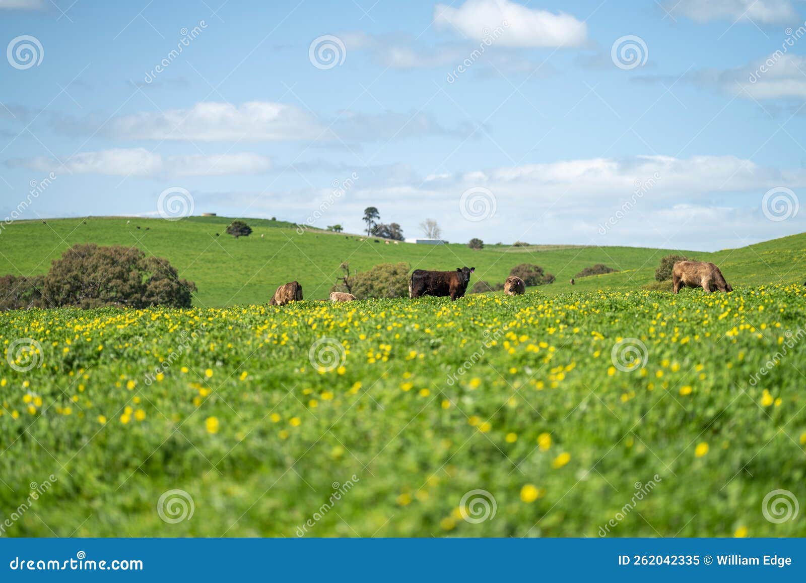 Pasture and Grass in a Paddock on a Regenerative Organic Flowers in a ...
