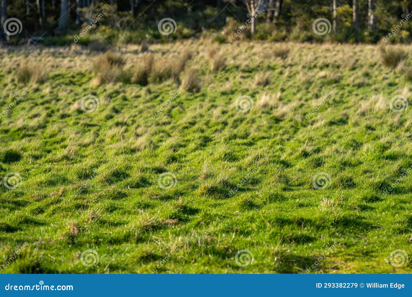 Pasture and Grasses on a Regenerative Farm. Native Plants Storing ...