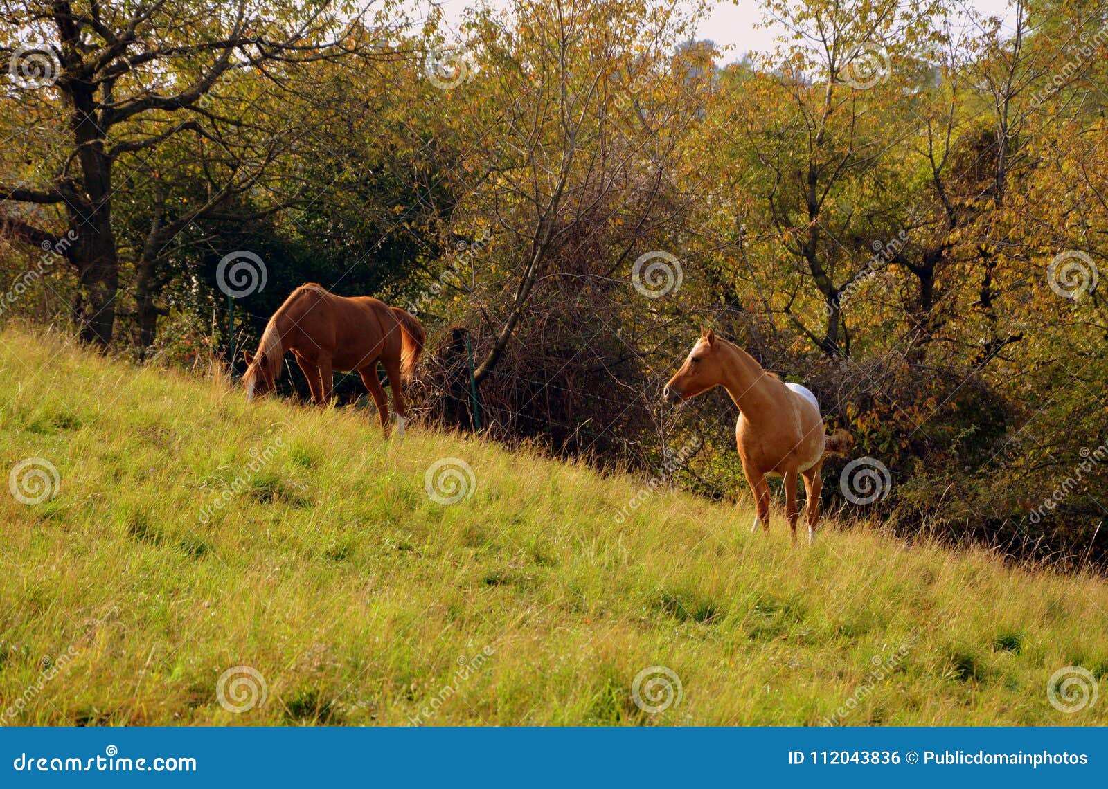 Pasture, Grassland, Ecosystem, Grazing Picture. Image: 112043836