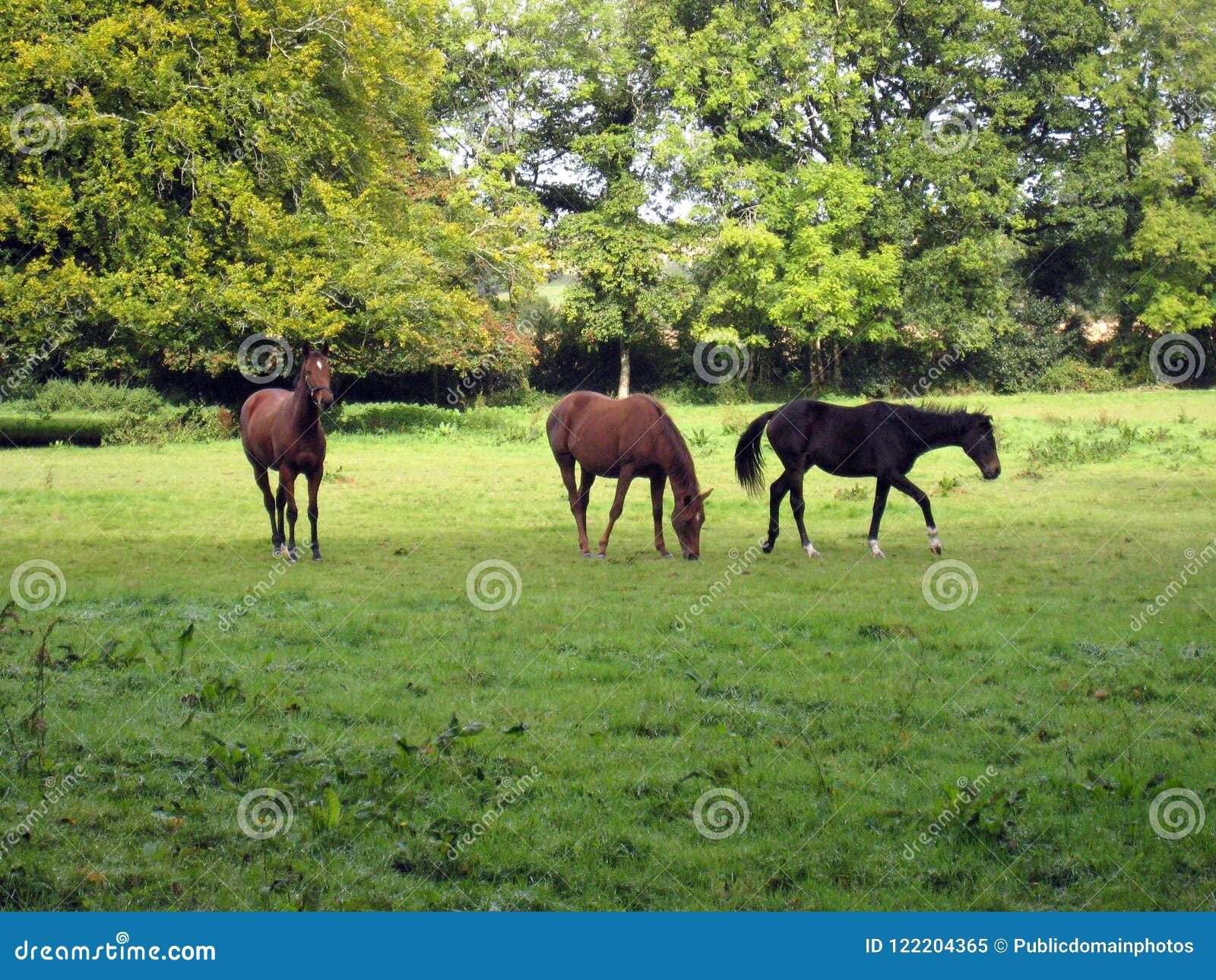 Pasture, Grassland, Grazing, Ecosystem Picture. Image: 122204365