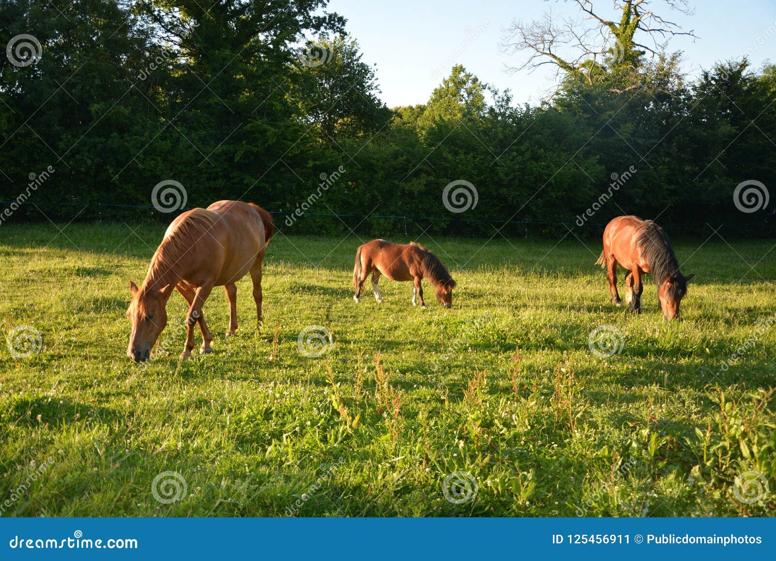 Pasture, Grassland, Grazing, Ecosystem Picture. Image: 125456911