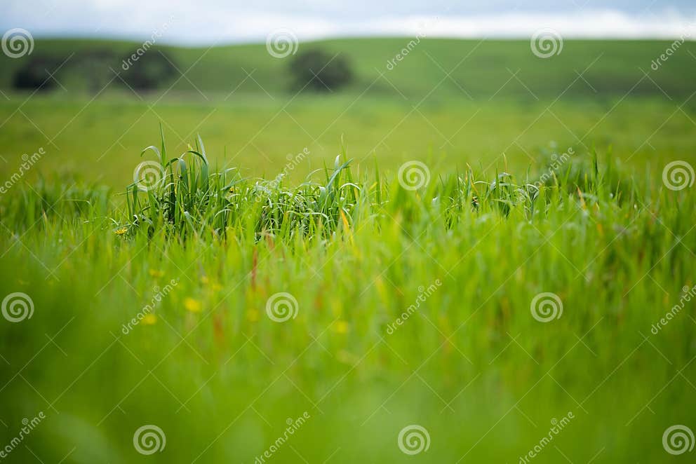 Pasture Growing in a Field. Cattle Grass Growing in a Paddock Stock ...