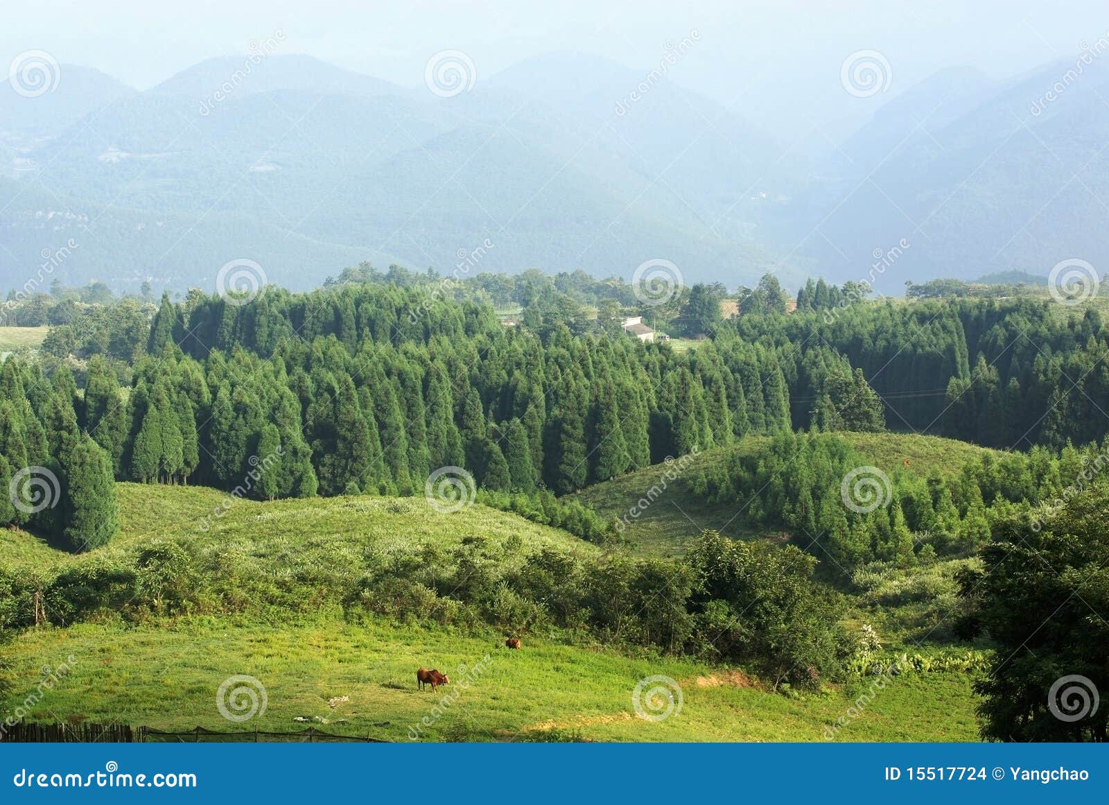 Pasture land with forest stock photo. Image of wulong - 15517724