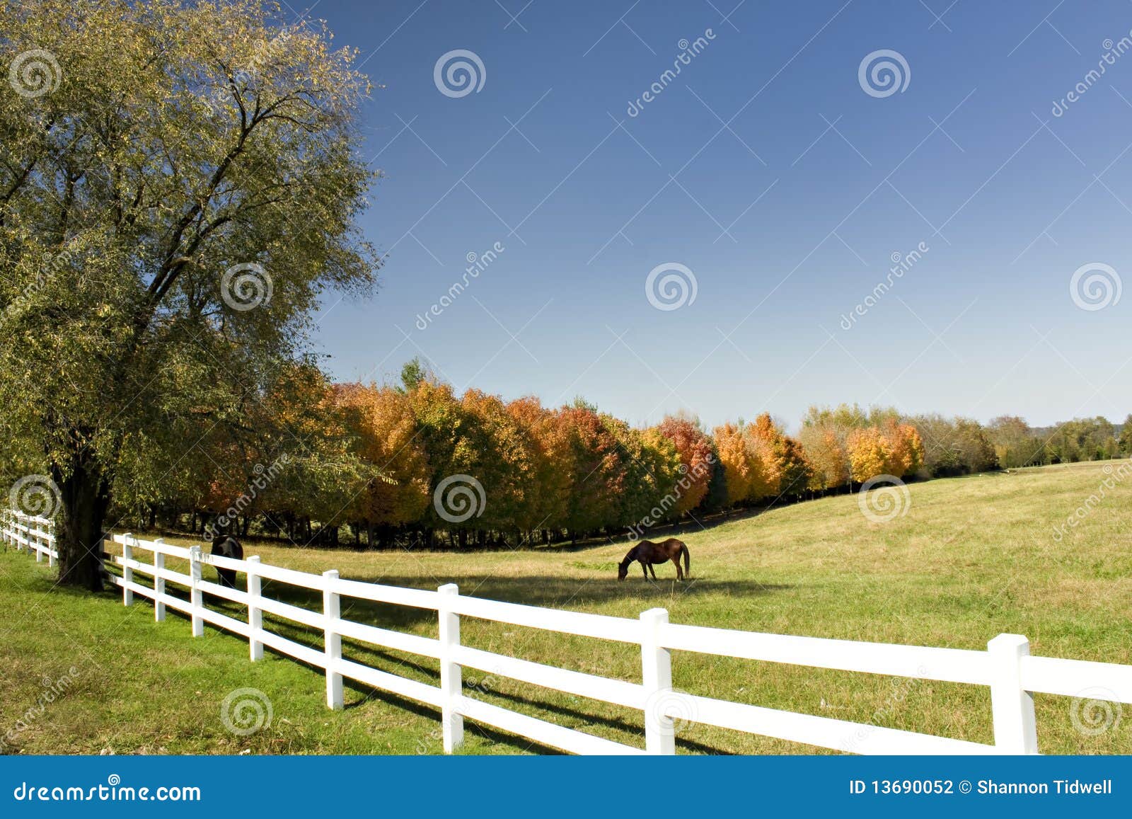 Pasture Lined with Colorful Trees Stock Photo - Image of park, idyllic ...