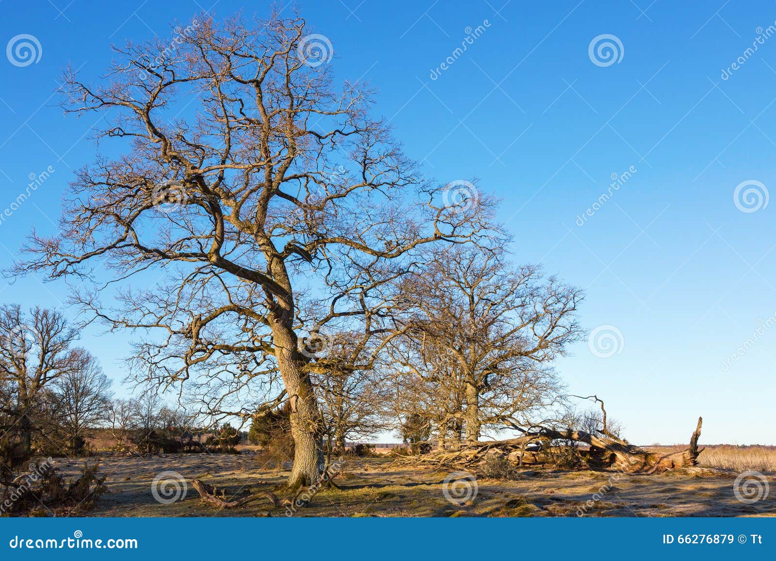 Pasture with oak trees stock image. Image of view, sunshine - 66276879