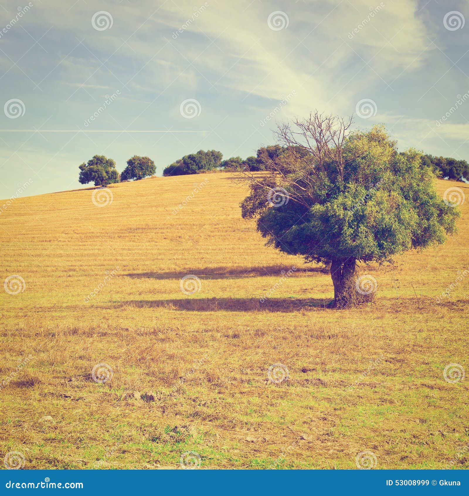 Sloping Withered Tree With Above Ground Roots And Fallen Branches In A ...