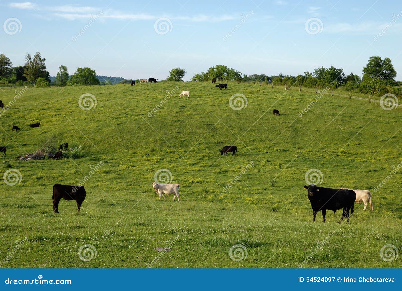 Pasture Raised Cows at Field Stock Image - Image of america, rural ...
