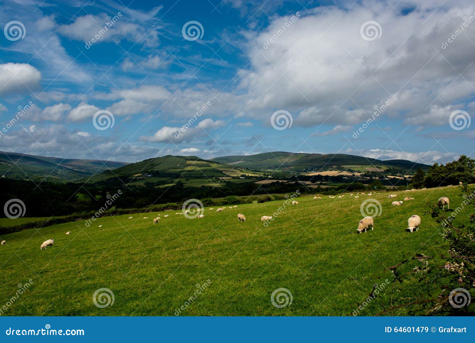 Pasture with Sheep in Ireland Stock Image - Image of mammal, holiday ...