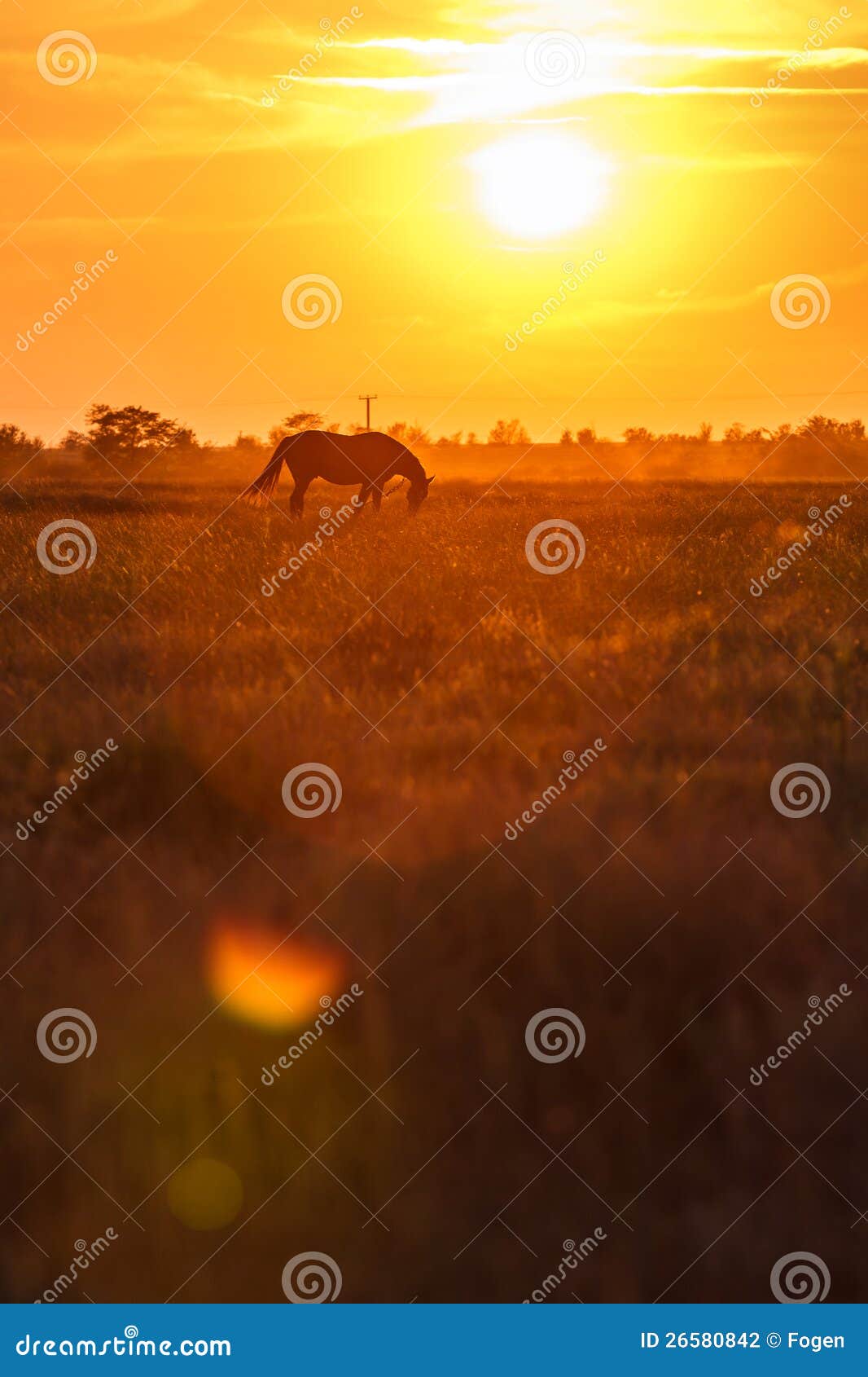 Pasture at sunset stock photo. Image of meadow, night - 26580842
