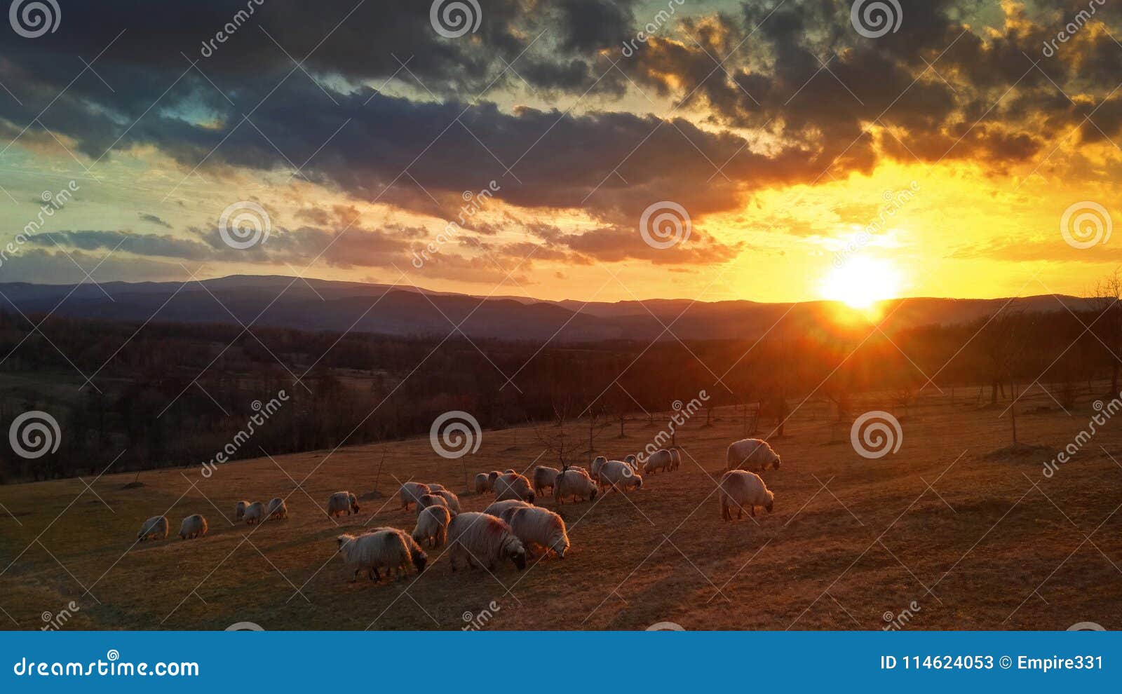 Pasture sunset stock image. Image of countryside, pastural - 114624053