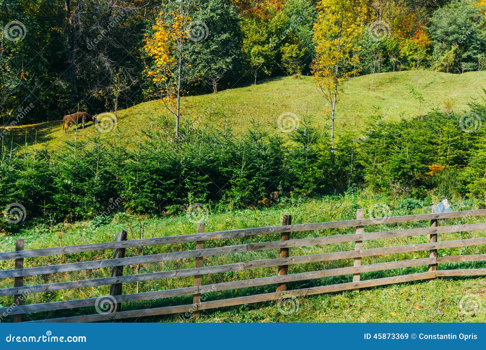 Pasture and tree nursery stock image. Image of dense - 45873369