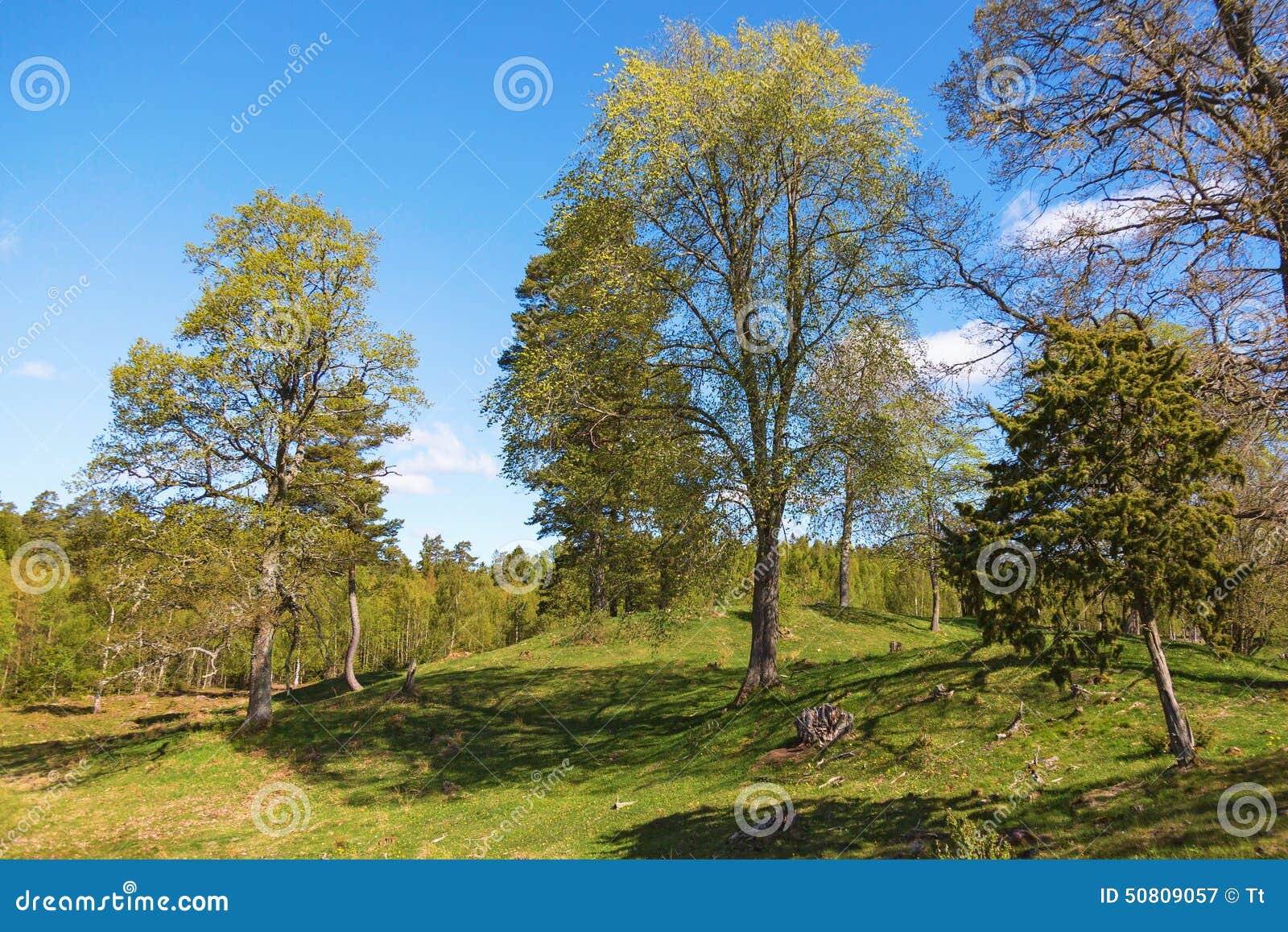 Pasture with trees stock image. Image of greenery, horizons - 50809057