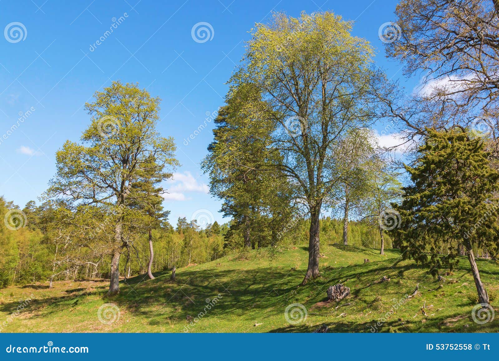 Pasture with Trees at Spring Stock Photo - Image of newly, peaceful ...