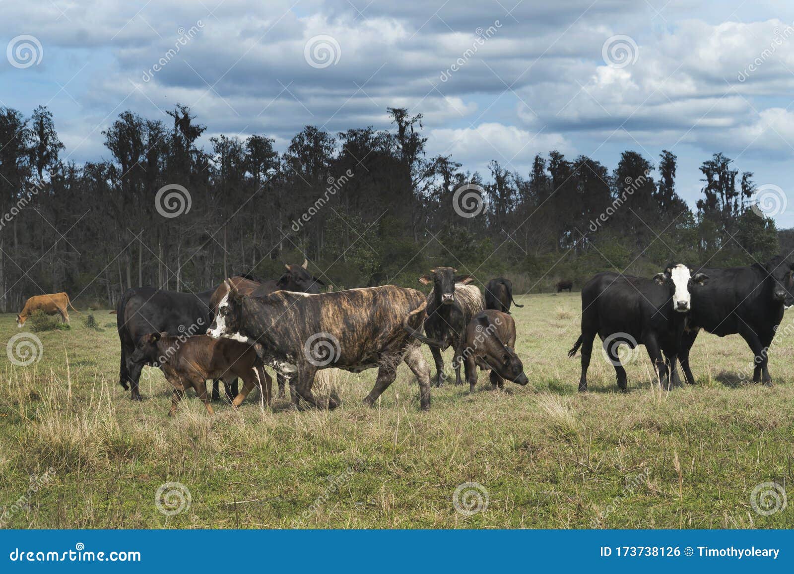 Pasture with Various Breeds of Cows Which Include Holstein,Hereford ...