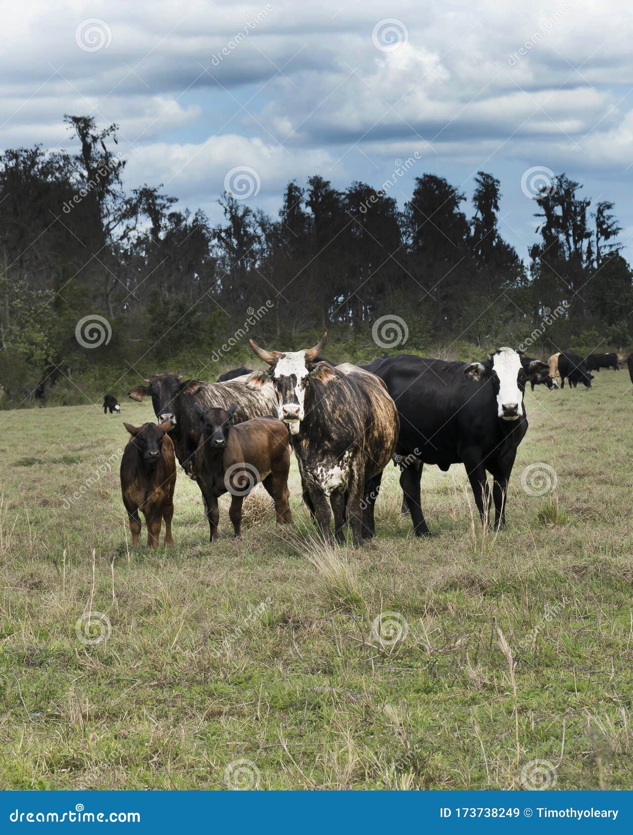 Pasture with Various Breeds of Cows Which Include Holstein,Hereford ...