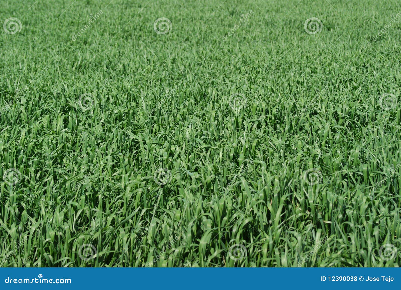 Pastures stock photo. Image of green, rural, farming - 12390038