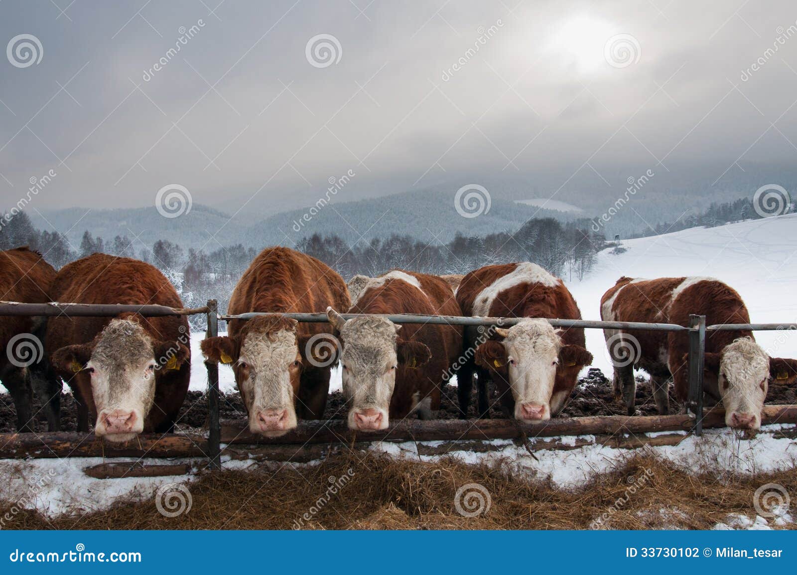 Pasturing cows in winter stock photo. Image of farm, milk - 33730102