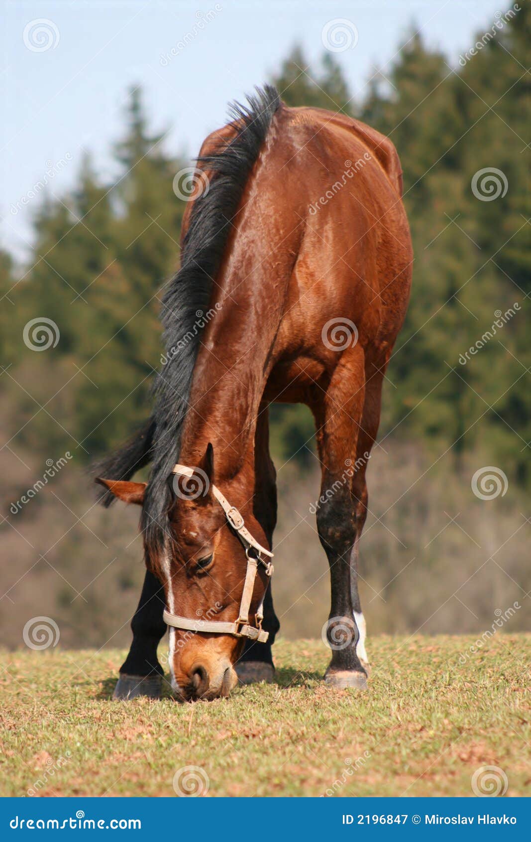 Pasturing horse stock image. Image of brown, animal, hoof - 2196847