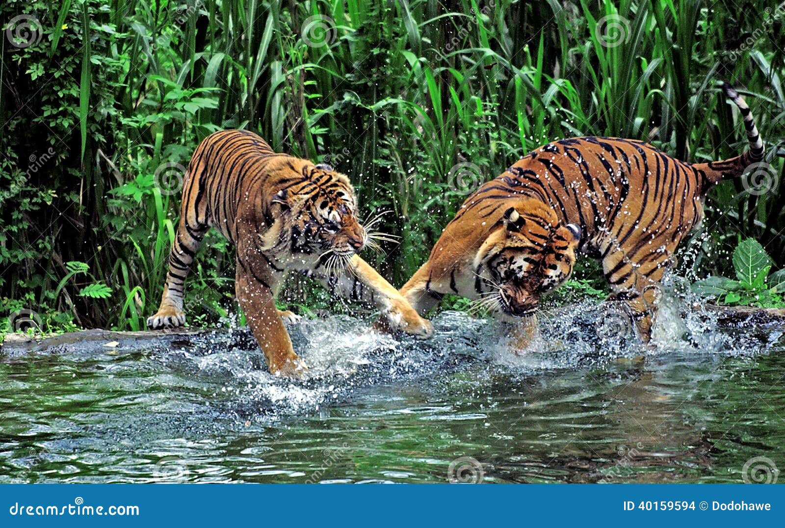 Pasuruan stock photo. Image of nose, fights, natural - 40159594