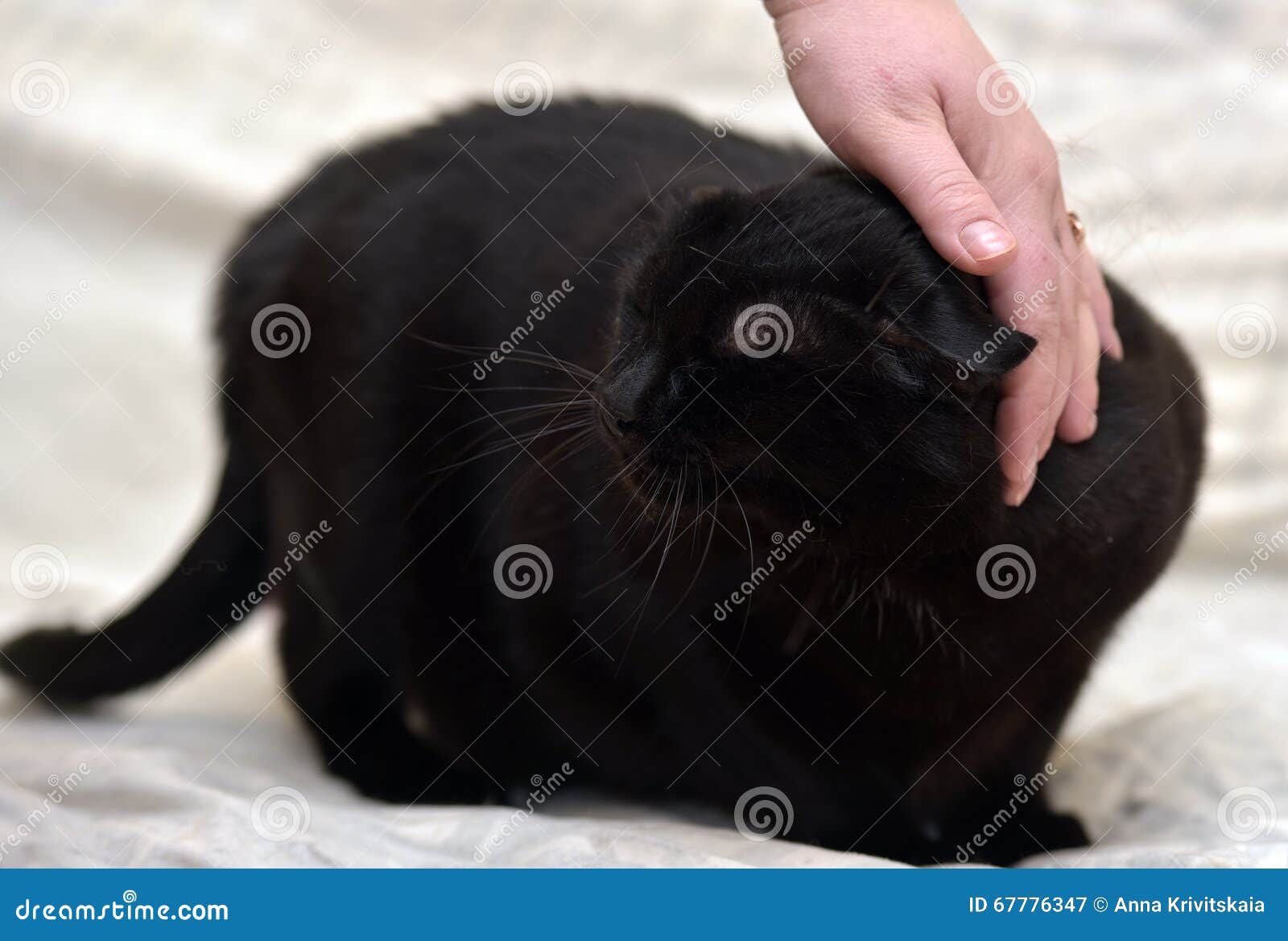 Pat the cat stock image. Image of little, lovable, beauty - 67776347