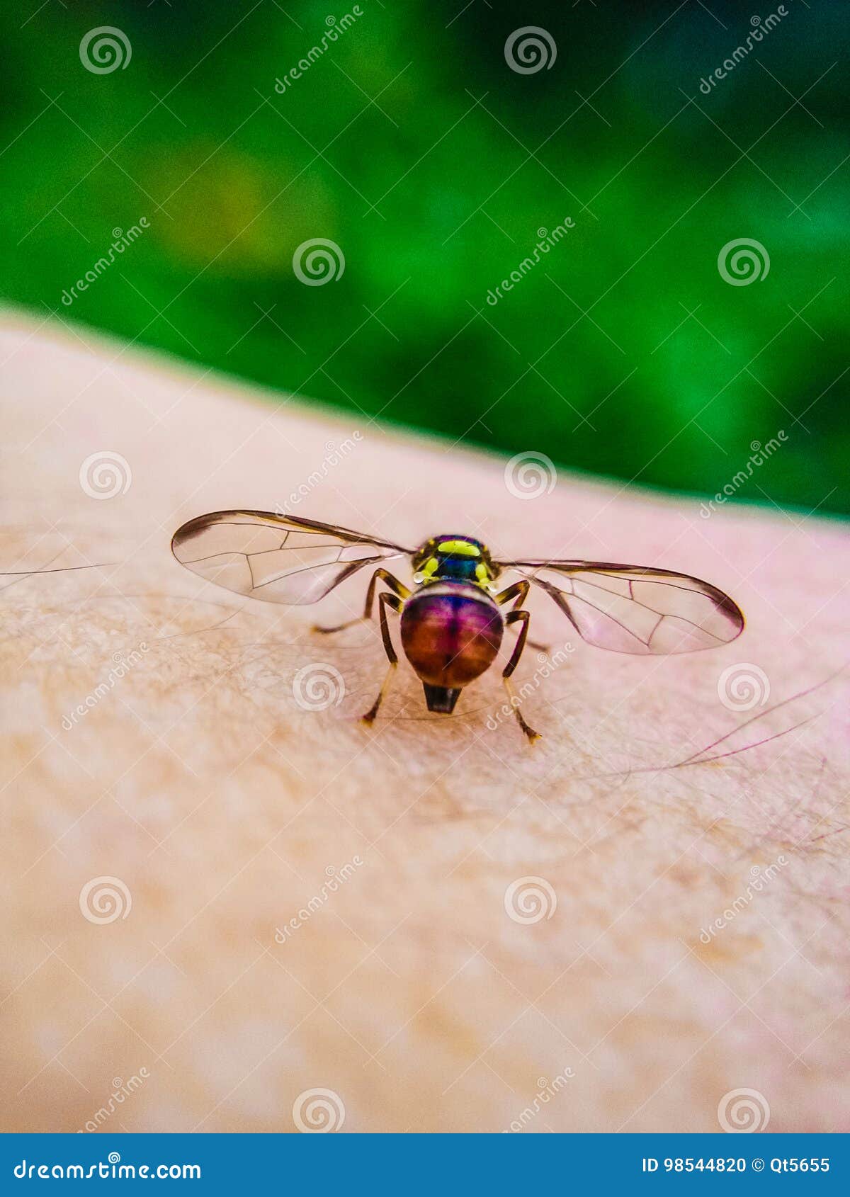 Pat flies behind stock photo. Image of beautiful, wildlife - 98544820