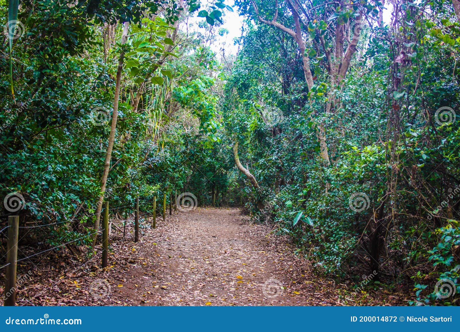 Pat Morton lookout pathway stock photo. Image of trail - 200014872