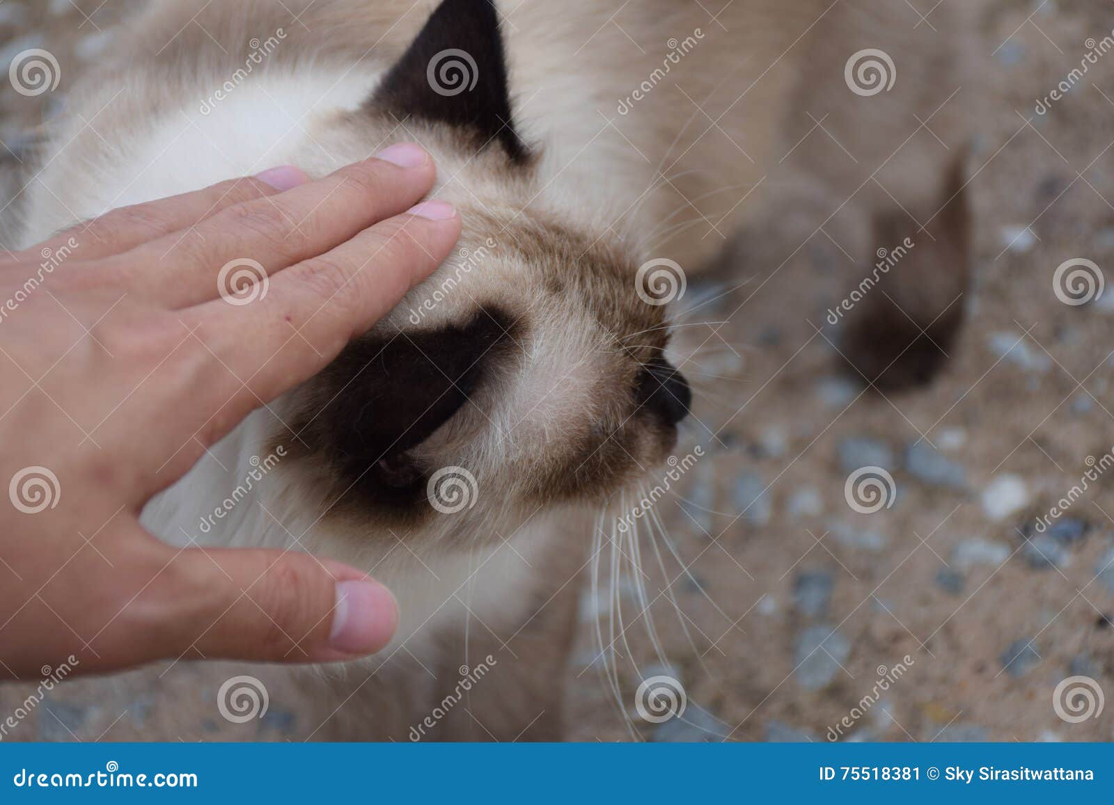 Pat white Thai cat head. stock image. Image of head, pretty - 75518381