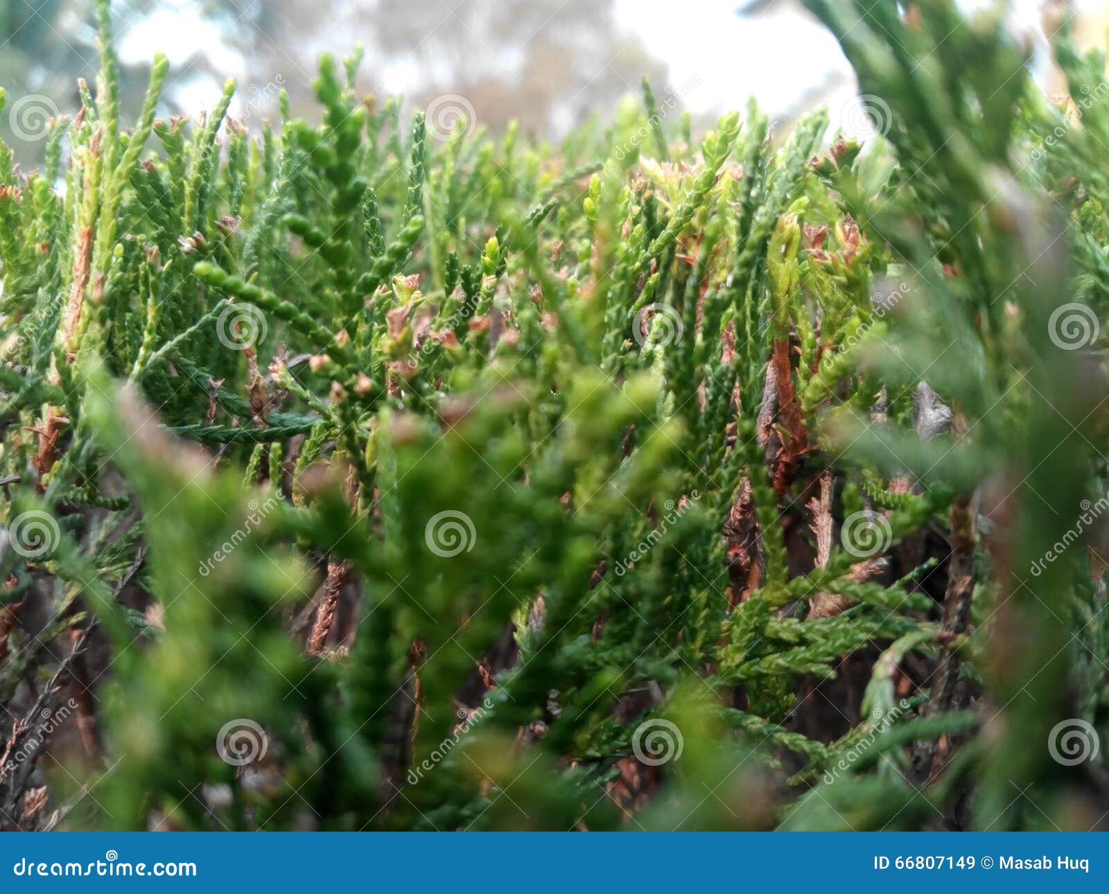 Pata Bahar stock image. Image of bahar, pata, leaves - 66807149