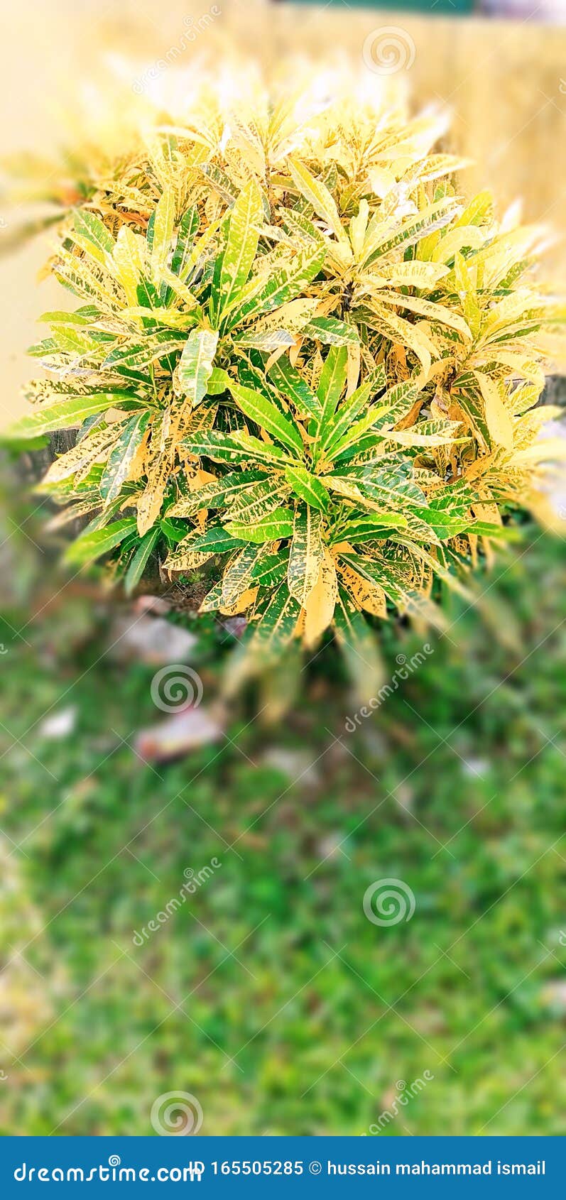 Pata bahar stock image. Image of bahar, pata, flower - 165505285