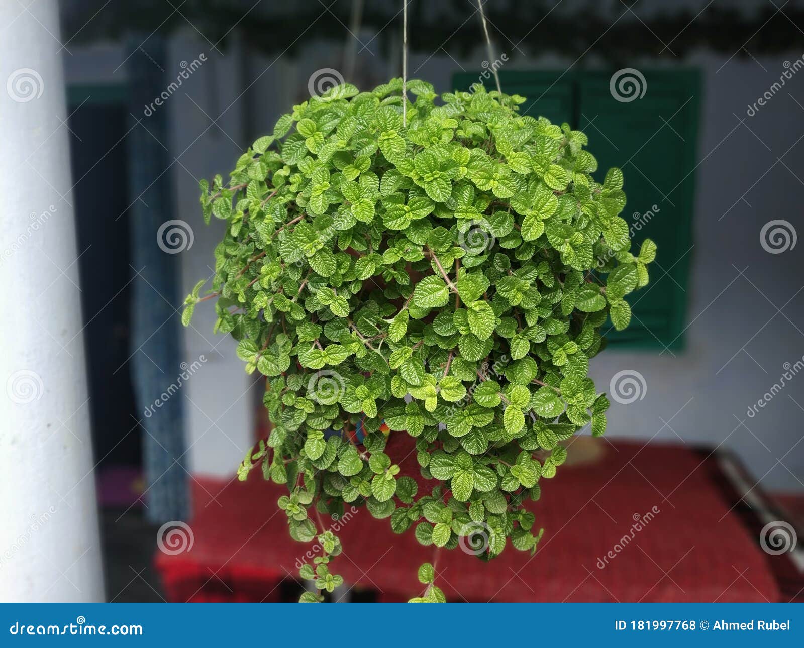 Pata bahar Home stock photo. Image of pata, flower, bahar - 181997768