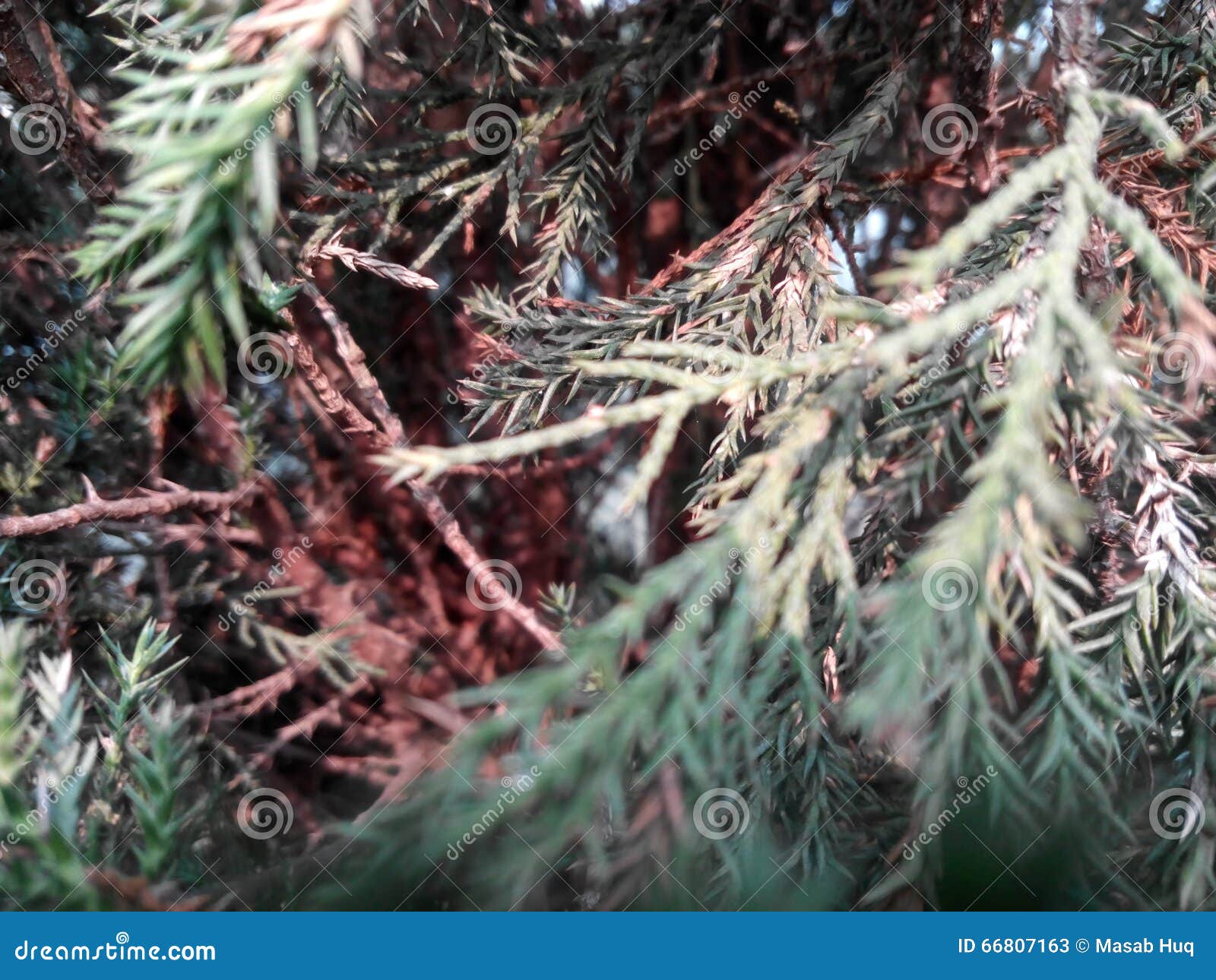 Pata Bahar stock image. Image of leaves, bahar, inside - 66807163