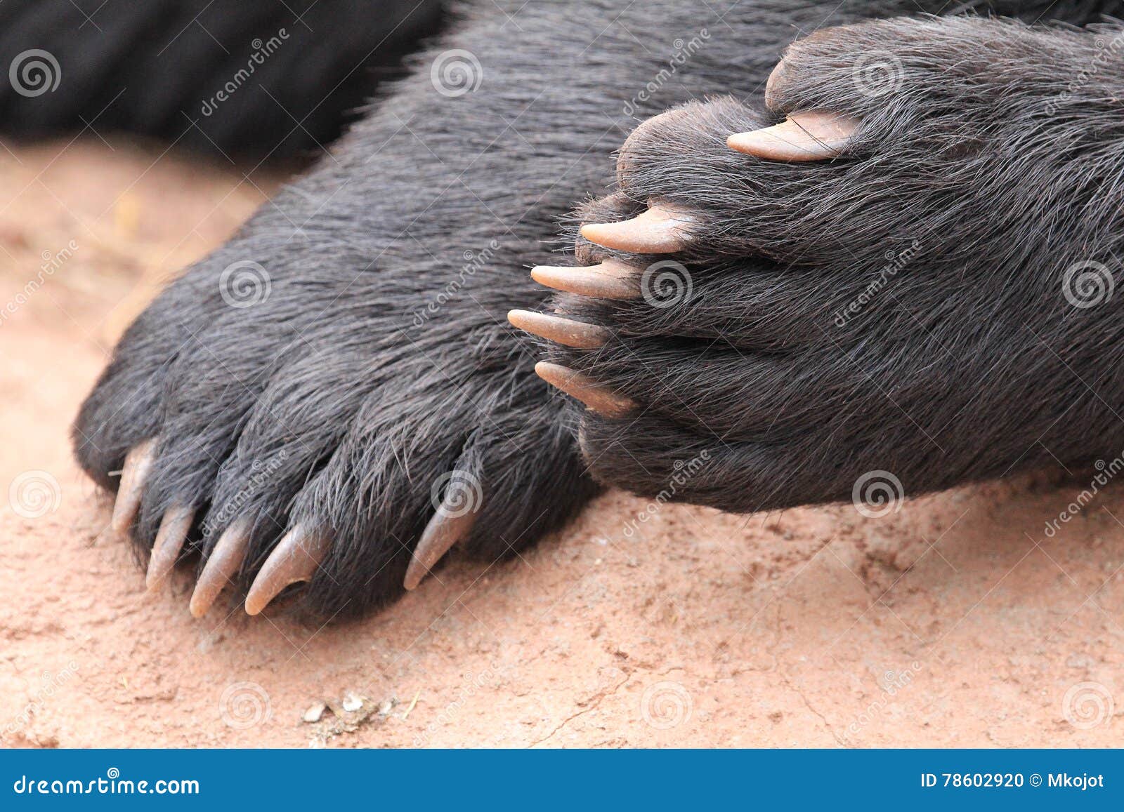 Patas Del Oso Polar (maritimus Del Ursus) Imagen De Archivo, 51% OFF