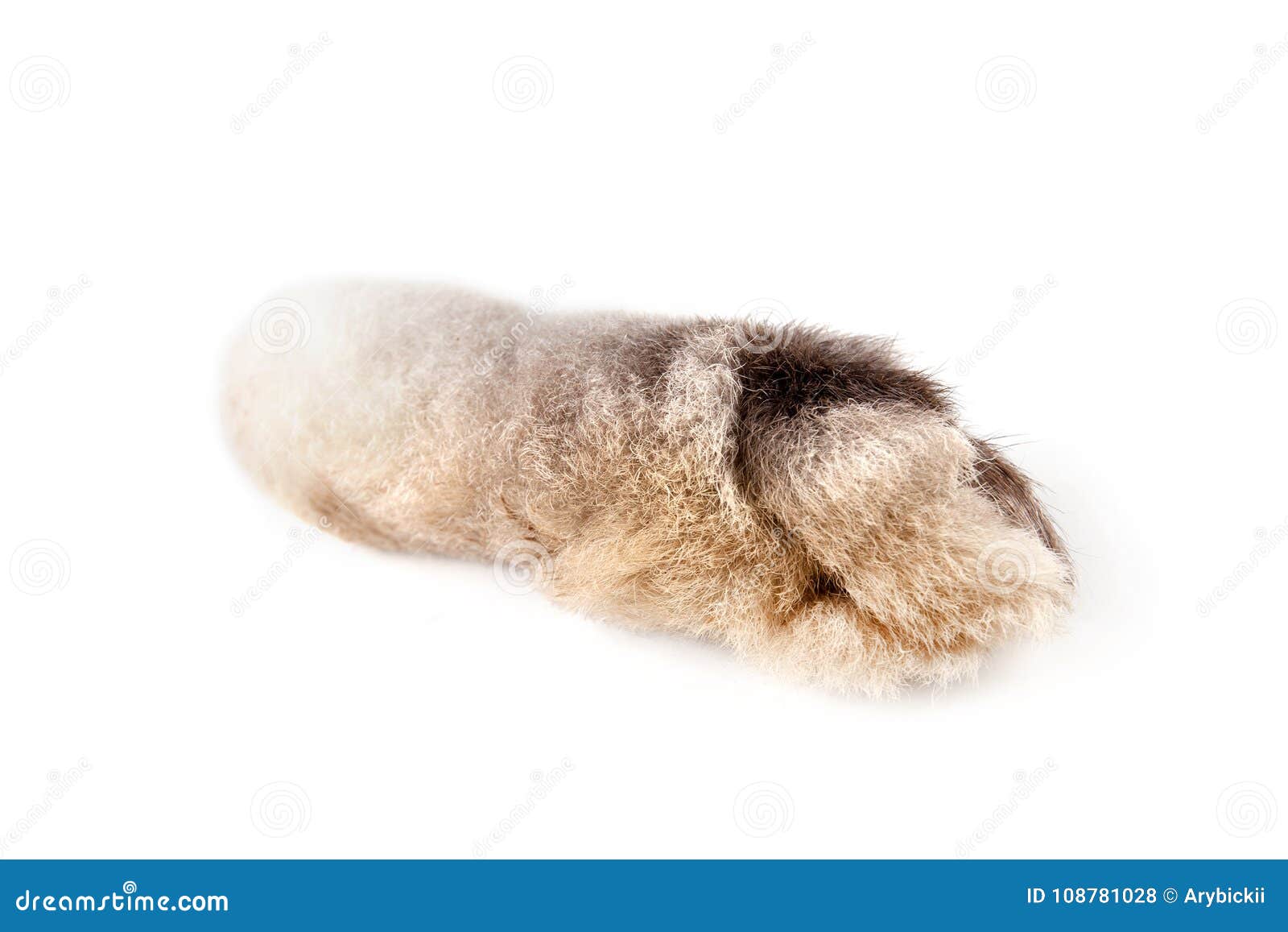 Pata del conejo foto de archivo. Imagen de salvaje, peludo - 108781028