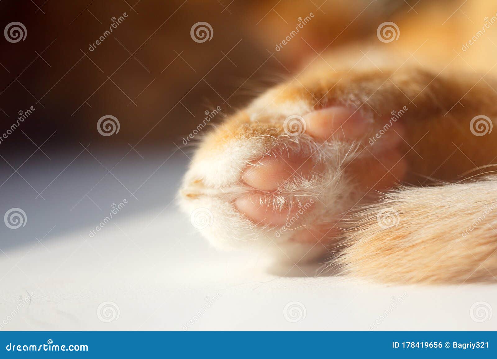 Pata E Cauda De Gatos Lindos E Macios Foto de Stock - Imagem de ...