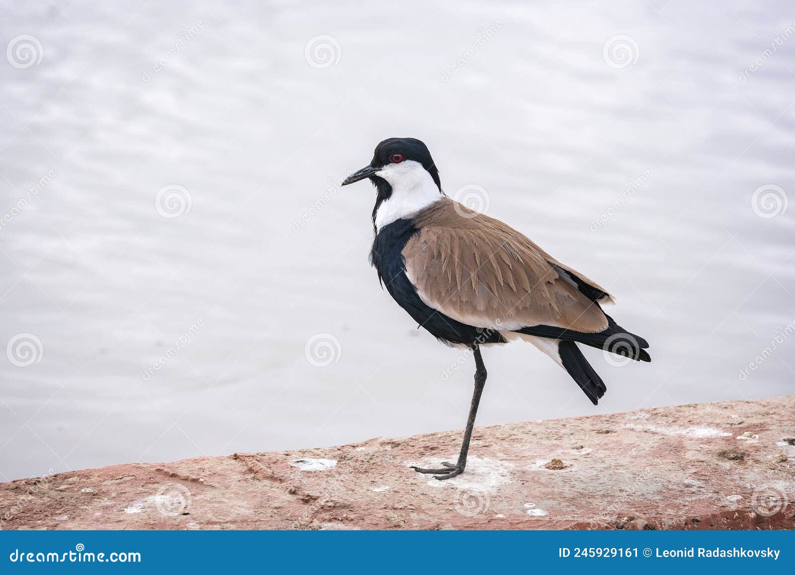 Pata-roxas Ou Pata-roxas Ou Vanellus Spinosus Imagem de Stock - Imagem ...