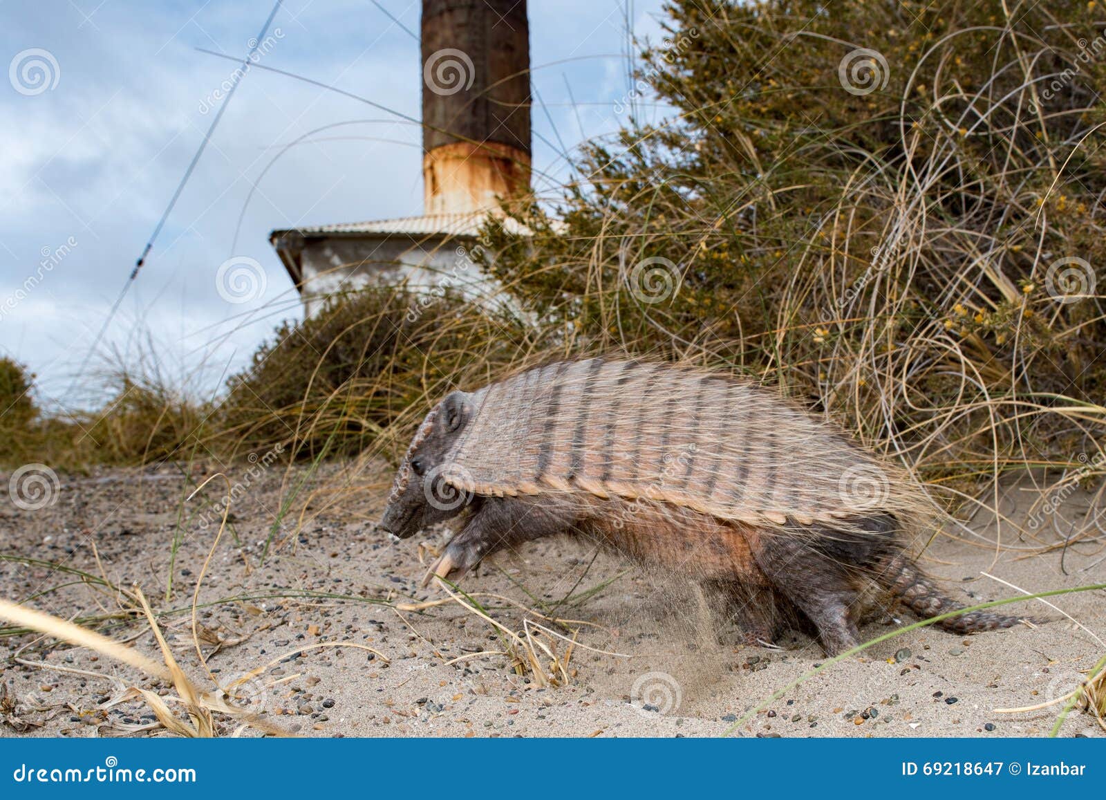 Armadillo Up Close, Side Portrait, In Florida Royalty-Free Stock ...