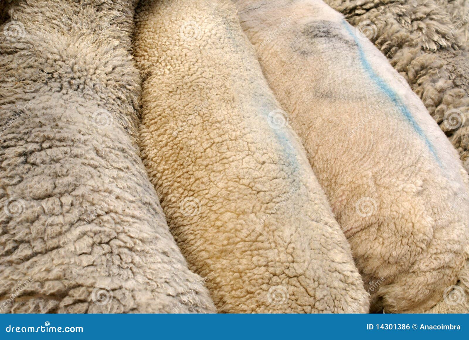 Patagonia, Sheep Ranches stock photo. Image of size, states - 14301386