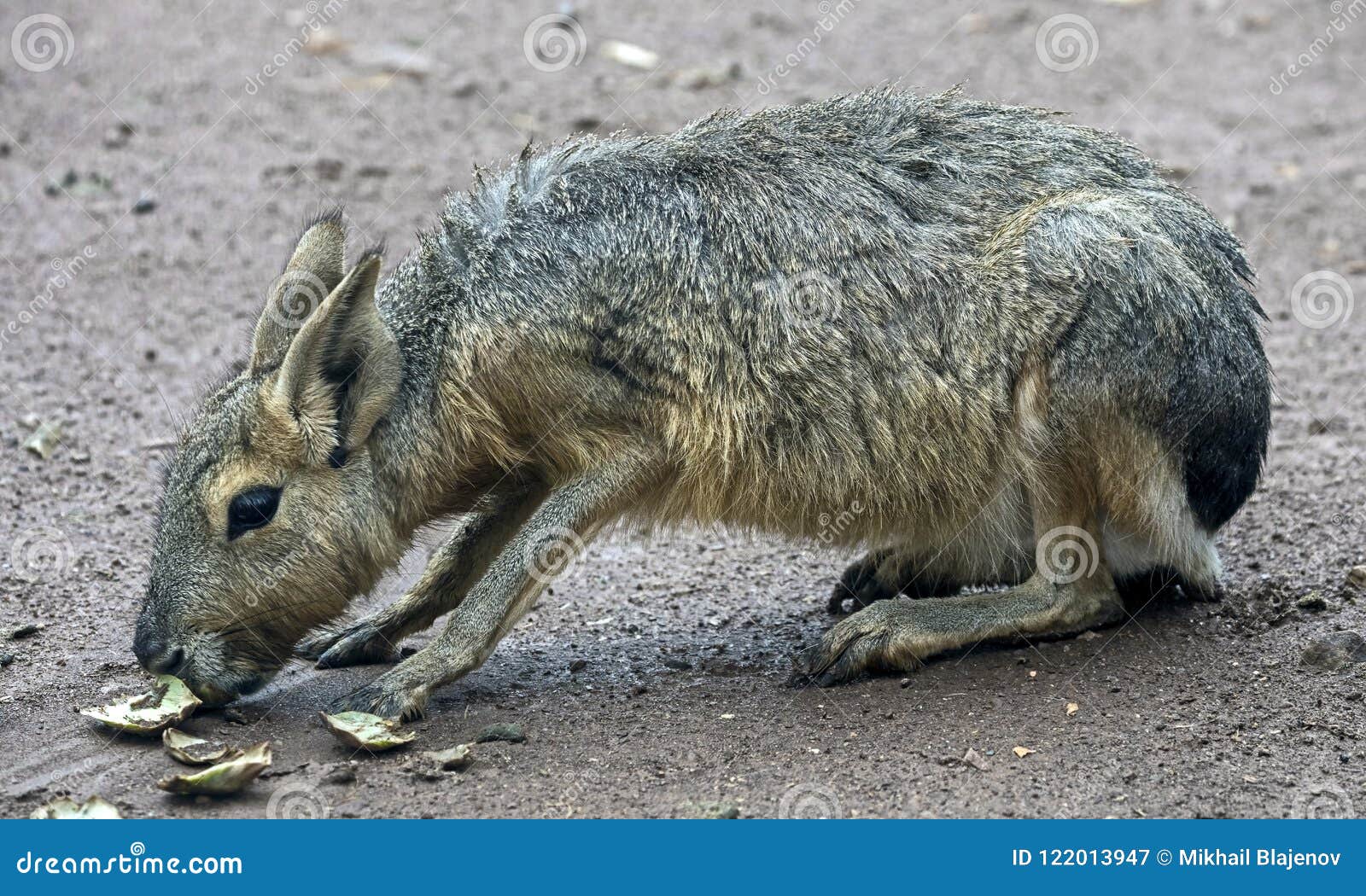 Patagonian Cavy 9 stockbild. Bild von tier, amerika - 122013947