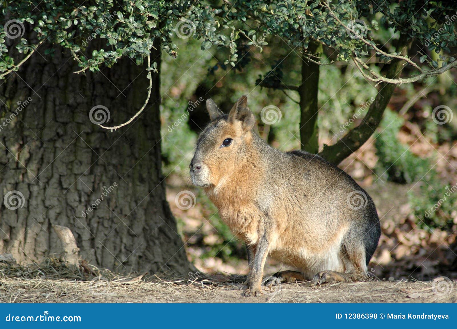 Patagonian cavy stock photo. Image of rodent, gnawing - 12386398