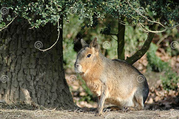 Patagonian cavy stock photo. Image of rodent, gnawing - 12386398