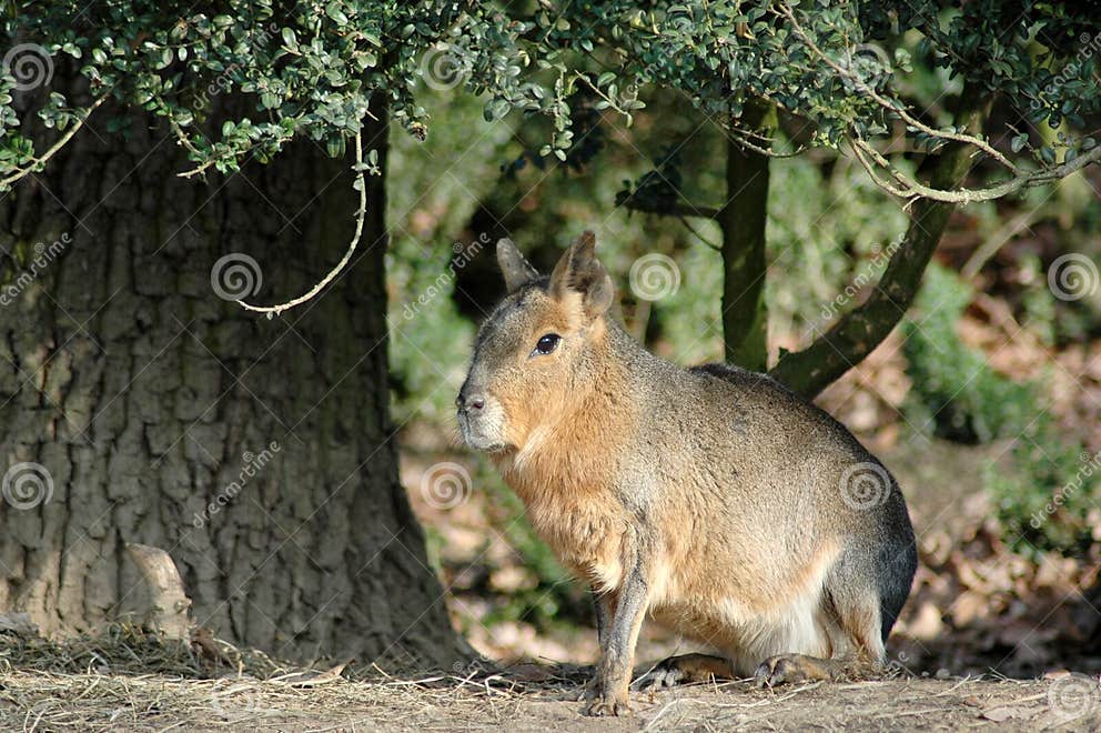 Patagonian cavy stock photo. Image of rodent, gnawing - 12386398