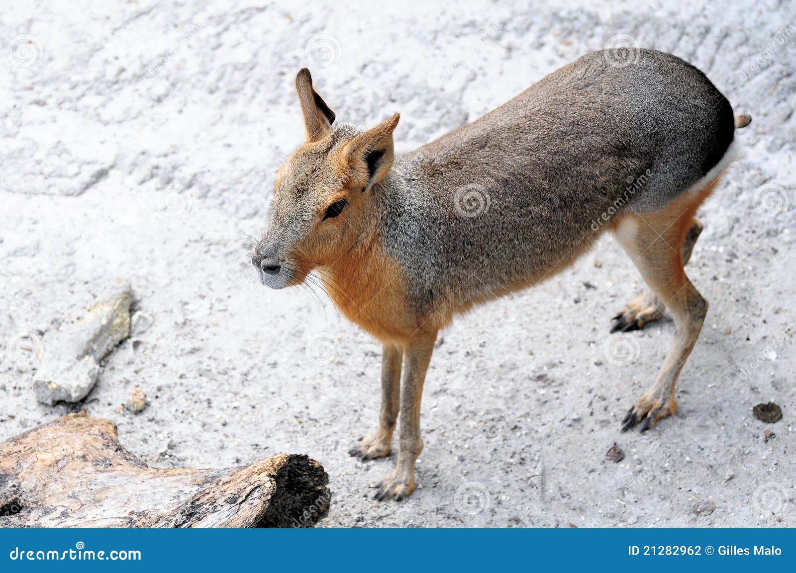 Patagonian Cavy stock photo. Image of rabbit, caviidae - 21282962