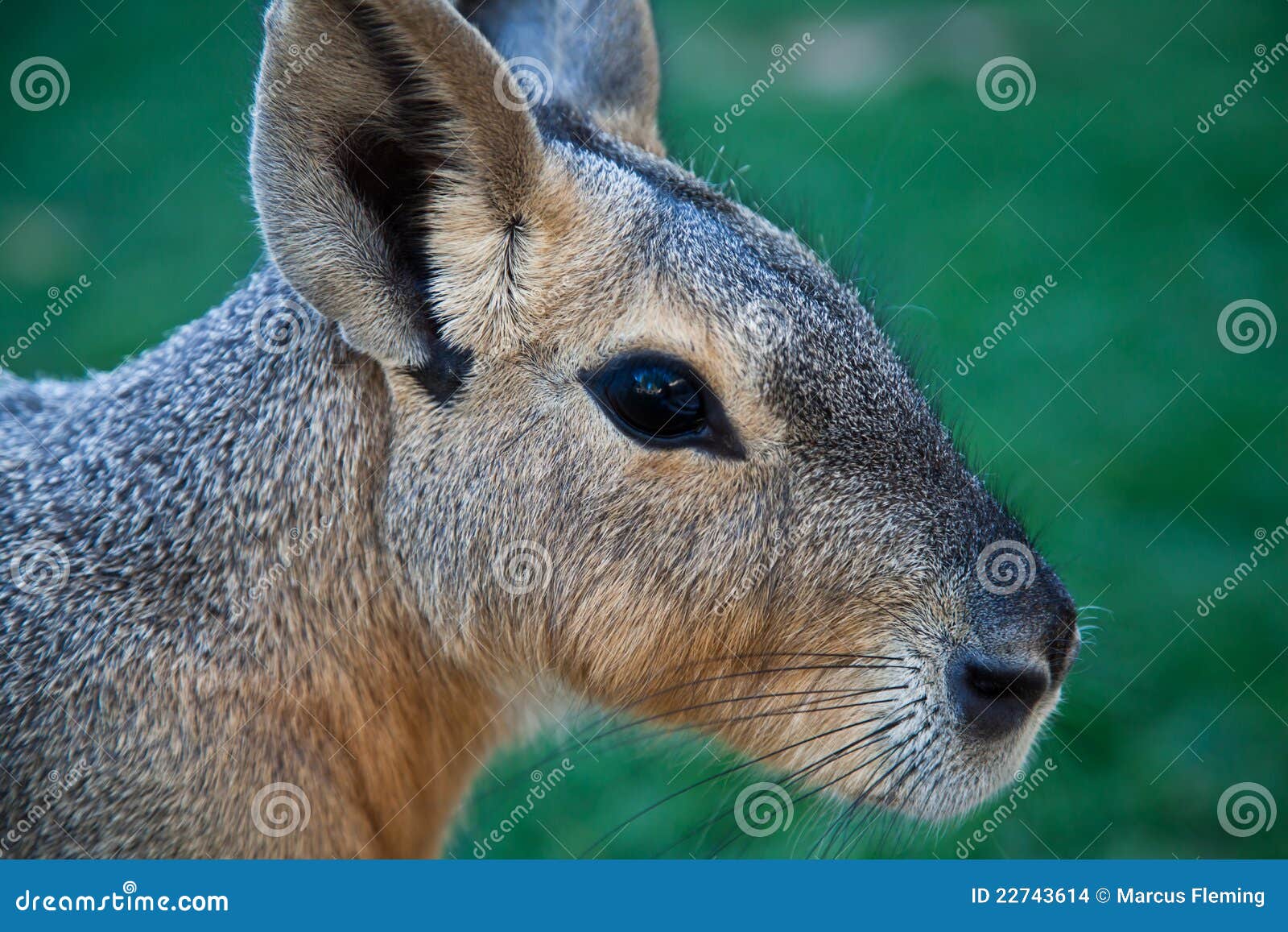 Patagonian Cavy stock photo. Image of cavy, patagonian - 22743614