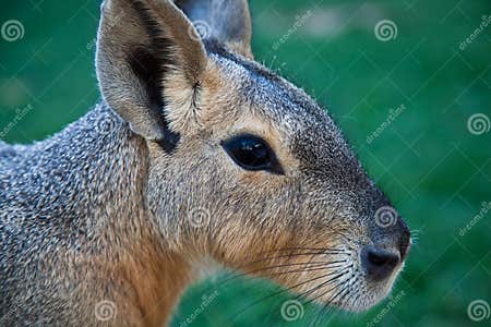 Patagonian Cavy stock photo. Image of cavy, patagonian - 22743614