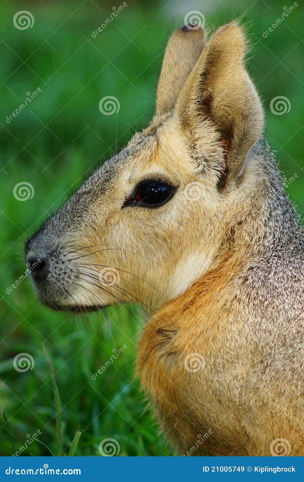 Patagonian Cavy Mara stock image. Image of grass, argentine - 21005749