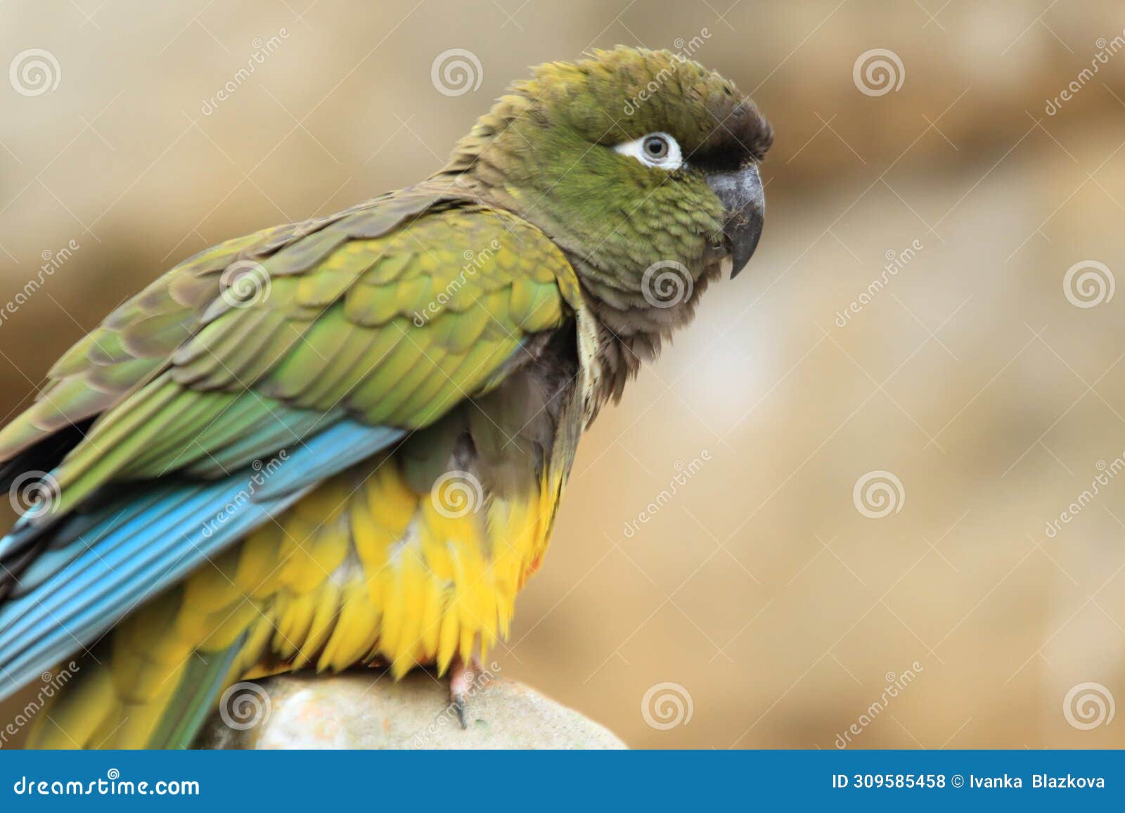 Patagonian conure stock photo. Image of rock, america - 309585458