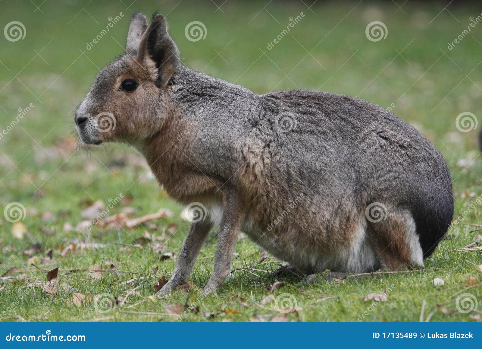 Patagonian hare stock image. Image of patagonian, hare - 17135489