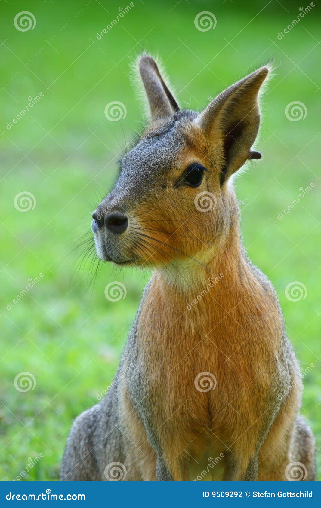 Patagonian hare stock photo. Image of mara, narrow, nature - 9509292