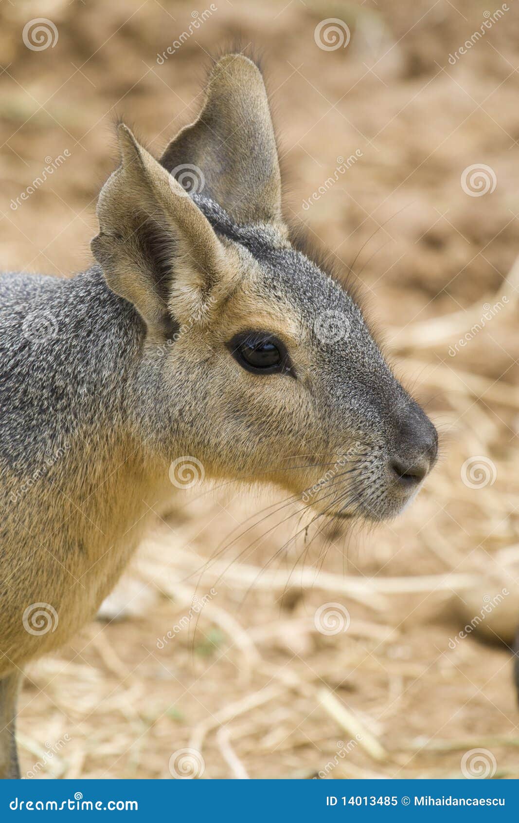 Patagonian Hare Portrait stock image. Image of nature - 14013485