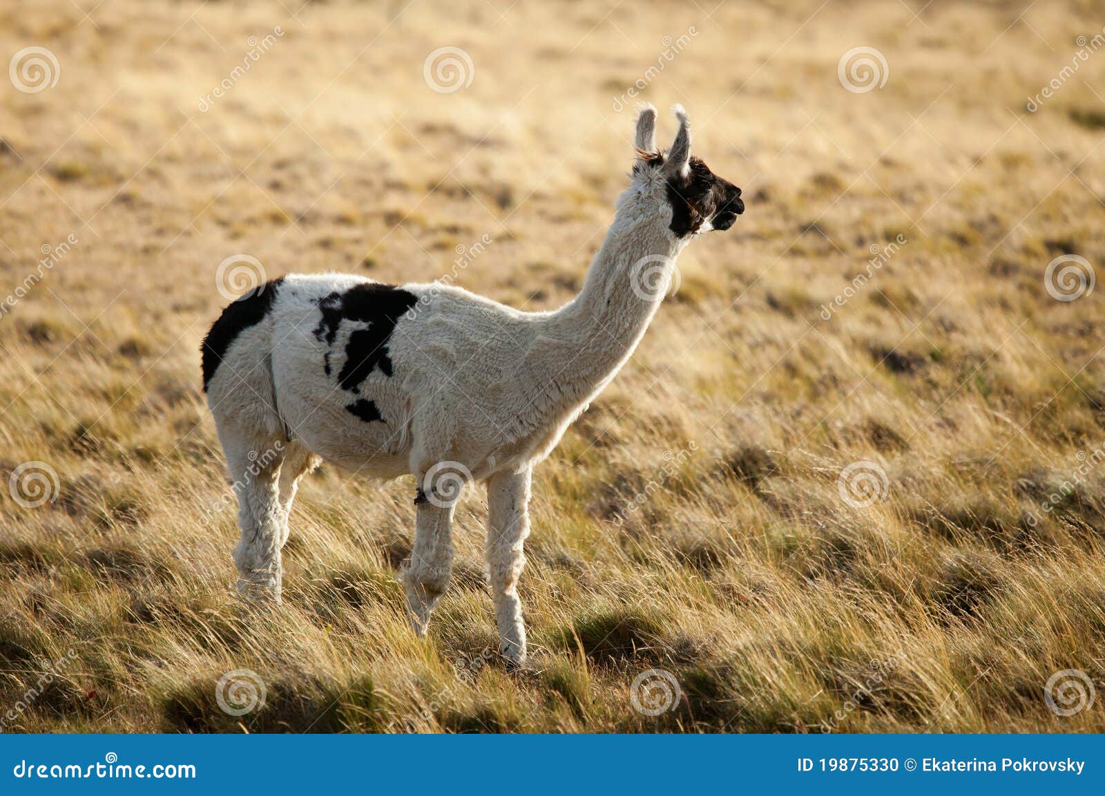 Patagonian lamas in Chile stock photo. Image of camelidae - 19875330